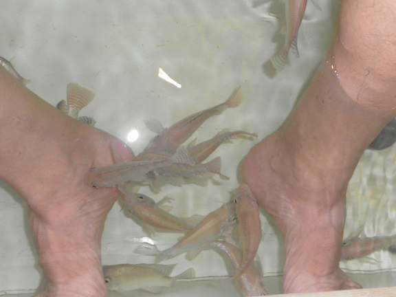 The chin chin fish nibbling on some human flesh. - Tripologist